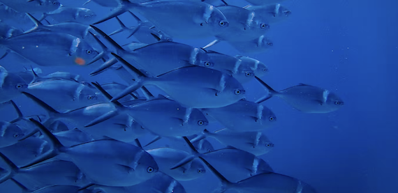 Climate Change is Further reducing Fish Stocks with Worrisome ...